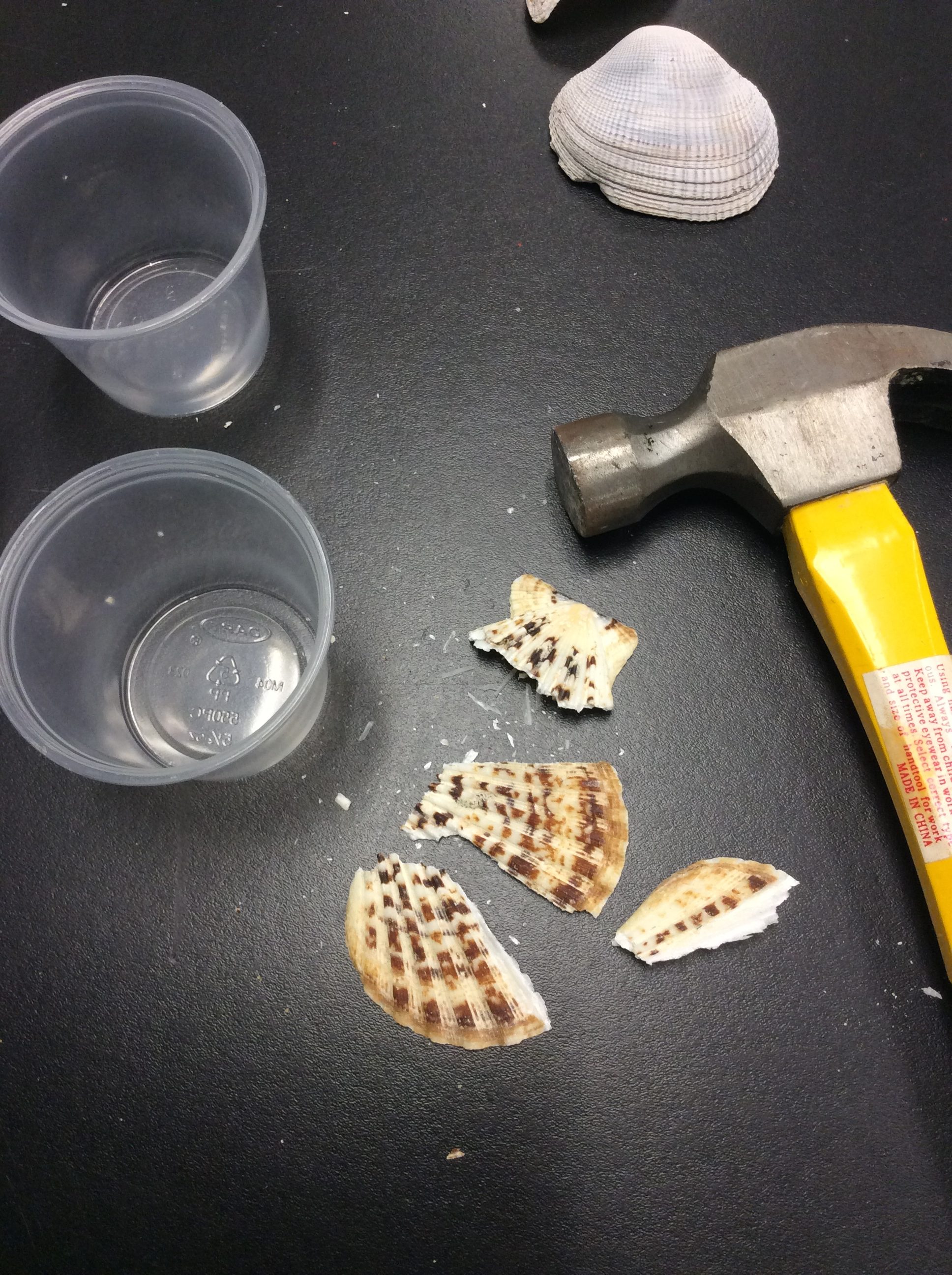 Ocean Acidification Experimental Design Lab - Teaching AP® Science