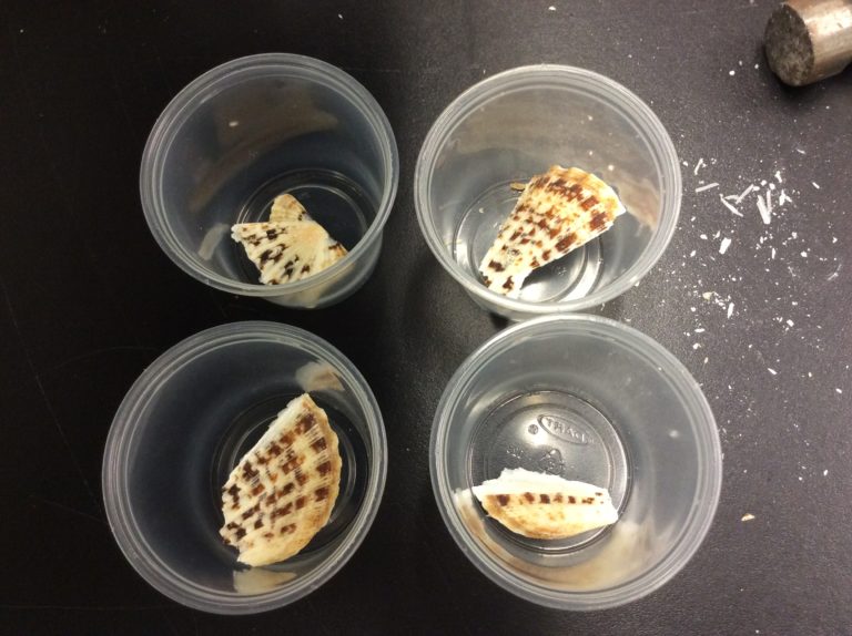 Ocean Acidification Experimental Design Lab - Teaching AP® Science
