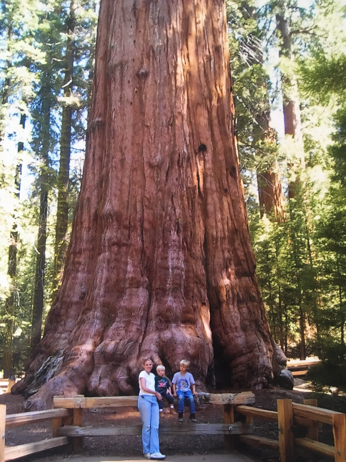 Trees, Forestry and Deforestation 5E - Teaching AP® Science